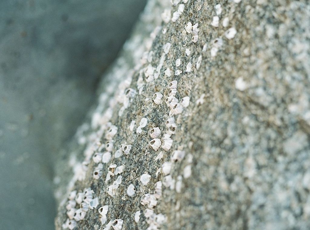 Romantic Gray Rocky Coast Wedding Inspiration – The White Wren