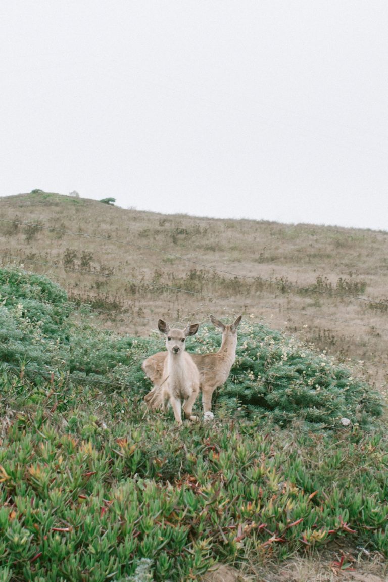 Wade & Breann’s Point Reyes Elopement – The White Wren