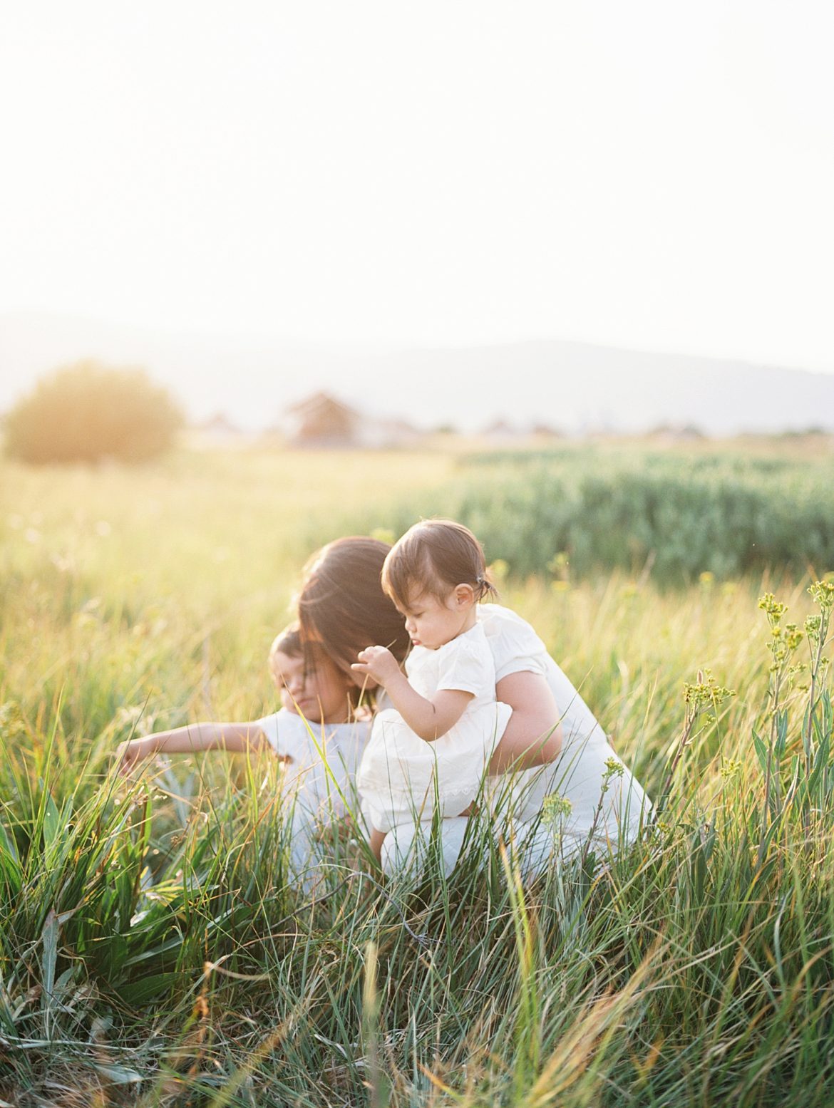 The Lewis Family – The White Wren