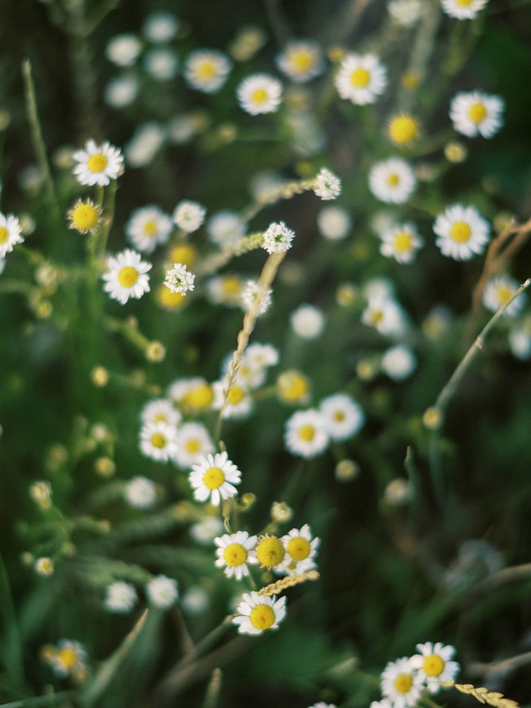 The Lewis Family – The White Wren