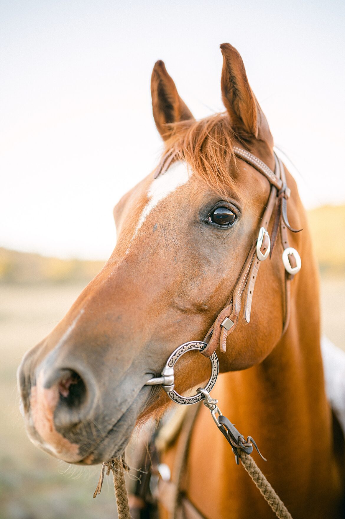 Kate + Horses – The White Wren